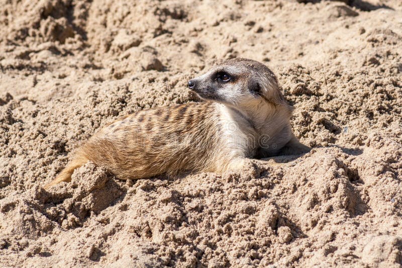 Meerkat Lie Down on the Ground. Stock Photo - Image of suricata, mouth ...