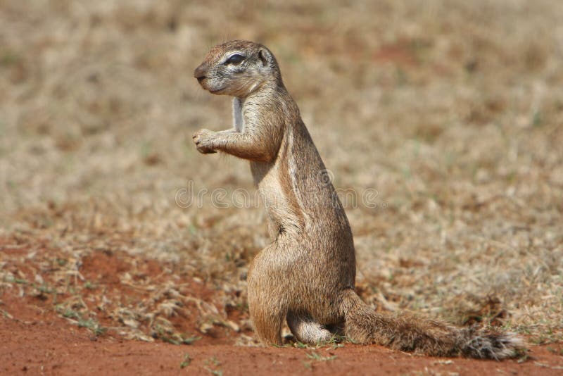 Meerkat Male stock image. Image of guard, african, face - 83690715