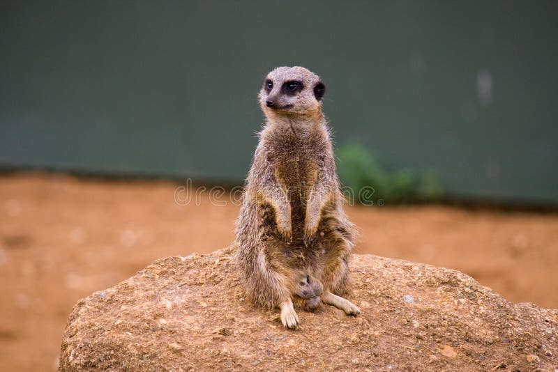 Meerkat stock image. Image of male, park, england, rock - 78473345