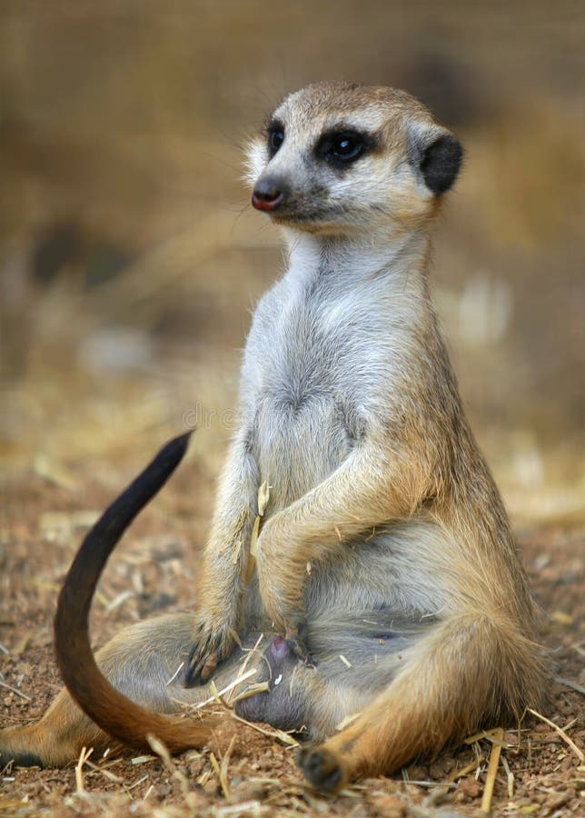 Stock Photos and Royalty-Free Images by Dreamstime