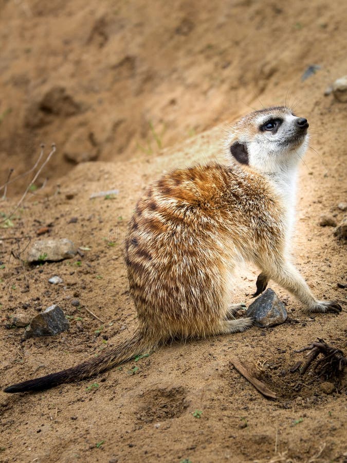 Striped meerkat stock photo. Image of bushveld, south - 26091200