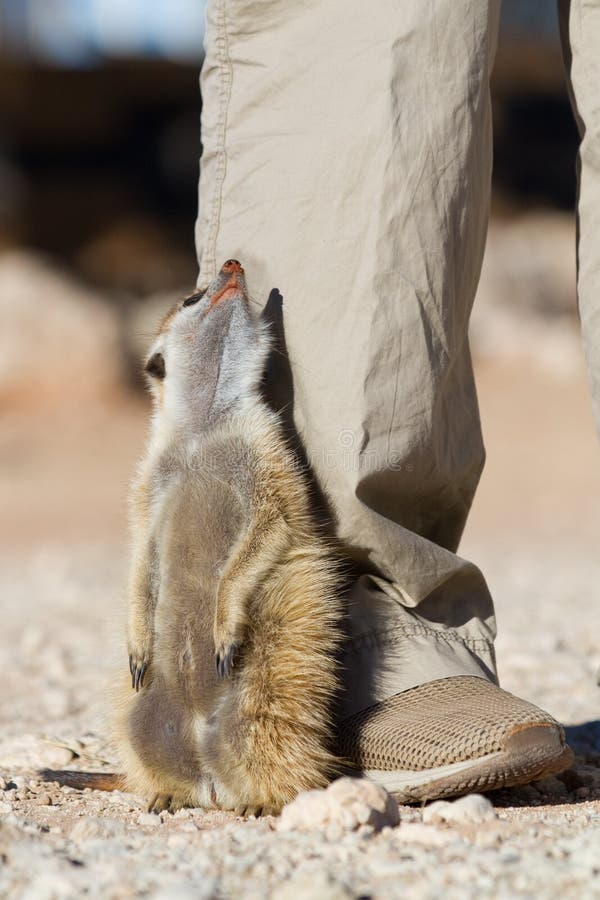 Meerkat and man stock image. Image of safari, nature - 26536559