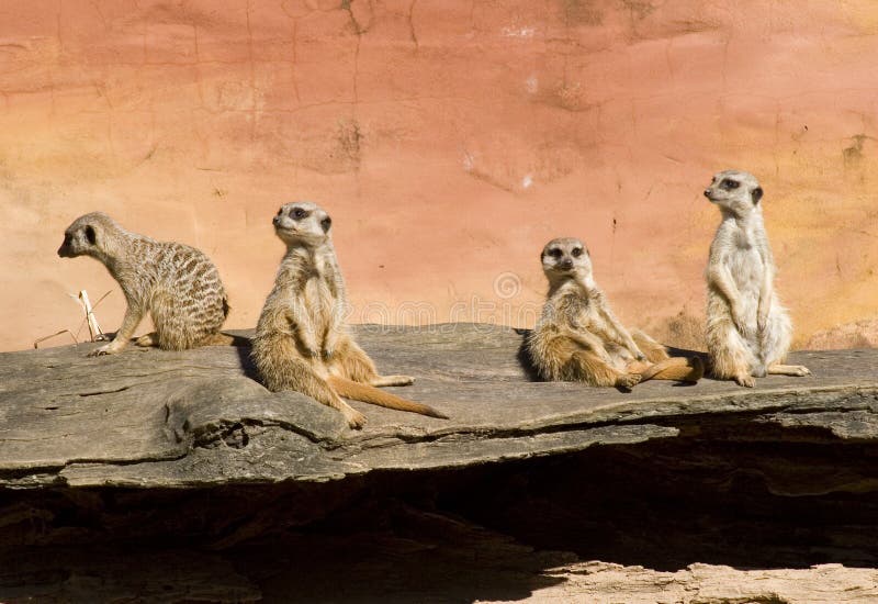 Meerkat Clan in Palmitos Park, Gran Canaria, Spain Stock Image - Image ...
