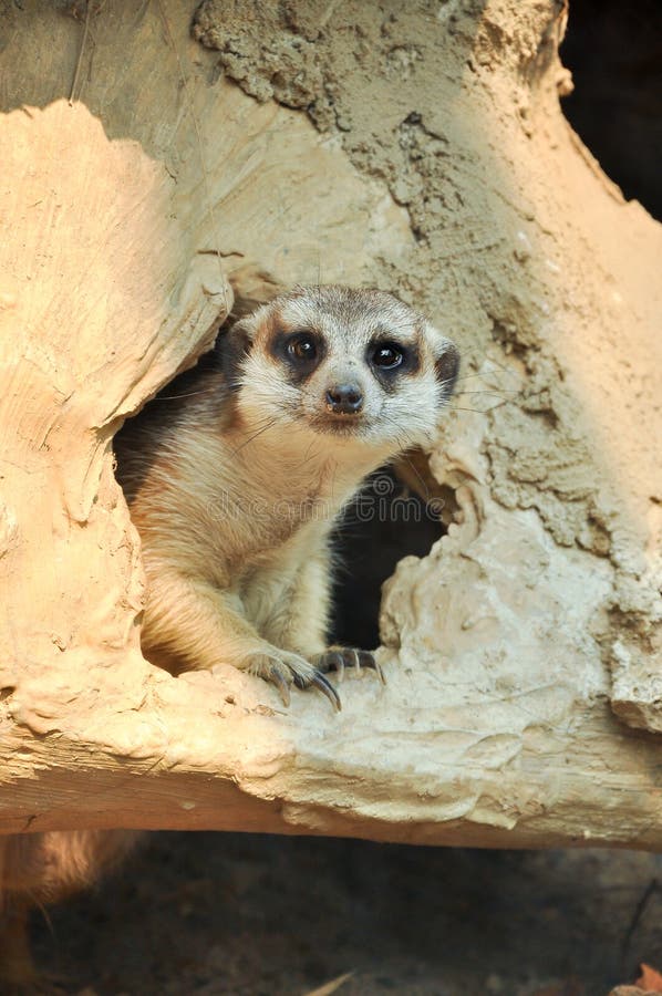 Meerkat stock photo. Image of conservation, family, creature - 118889310