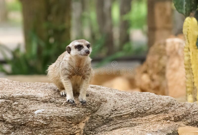 A Fat Meerkat stock photo. Image of beige, meerkat, standing - 27255558