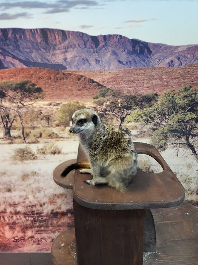 Meerkat stock image. Image of meerkats, meerkat, lamp - 75685743