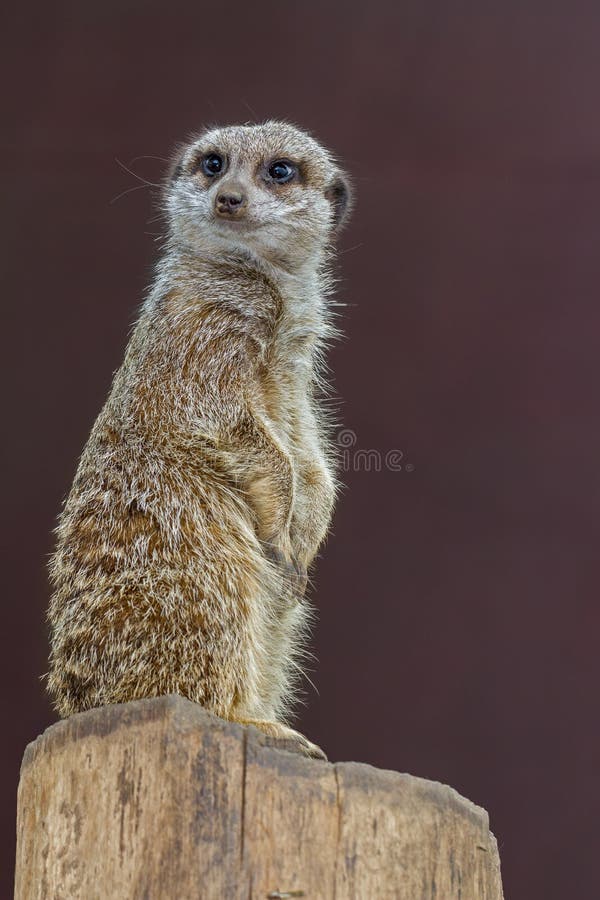 Meerkat stock photo. Image of meerkat, standing, claw - 32852262