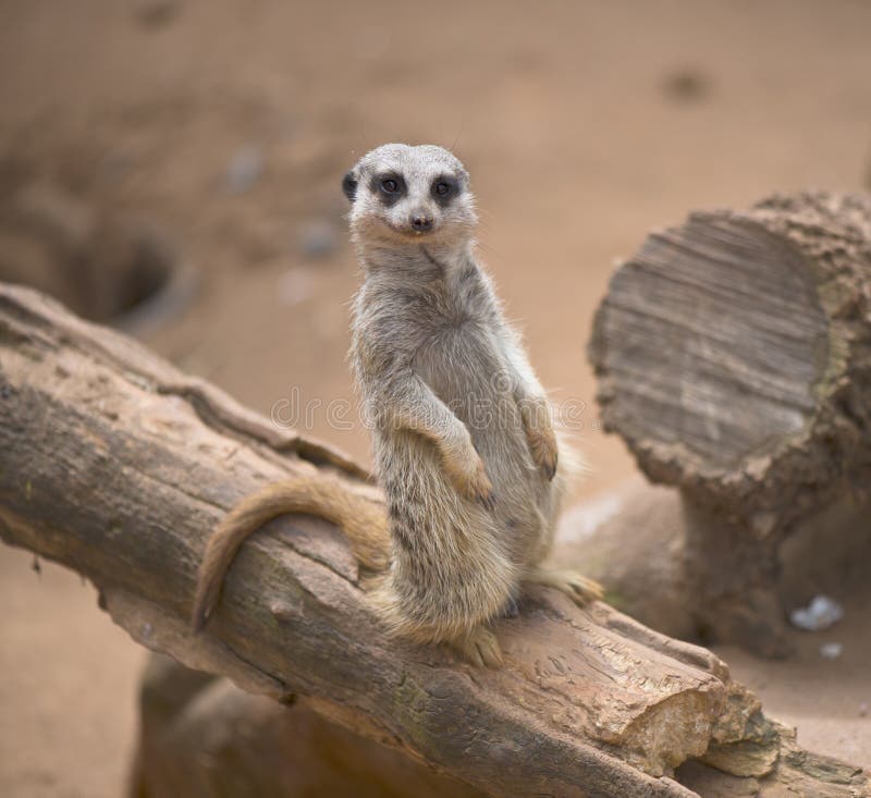 Suricate Mignon De Meerkat Regardant L'appareil-photo Image stock ...