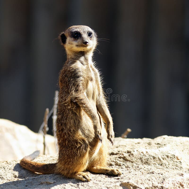 Meerkat in morning light stock image. Image of suricat - 22283107
