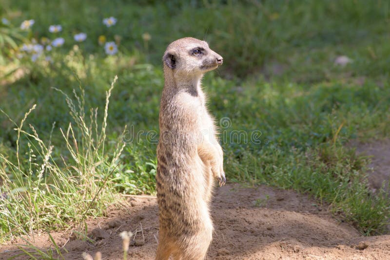Meerkat, Natural Behavior, Watching for Enemies Stock Photo - Image of ...