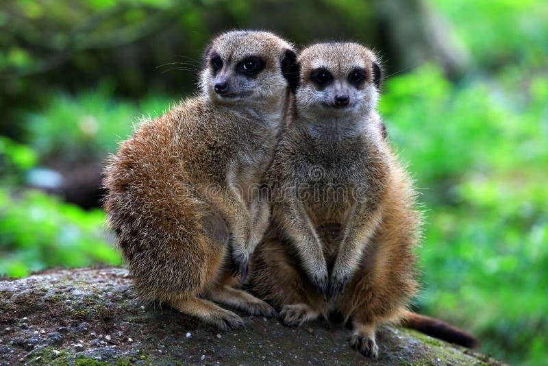 Meerkat Sitting in a Tree and Watching Out. Meerkat Keeps a Lookout for ...