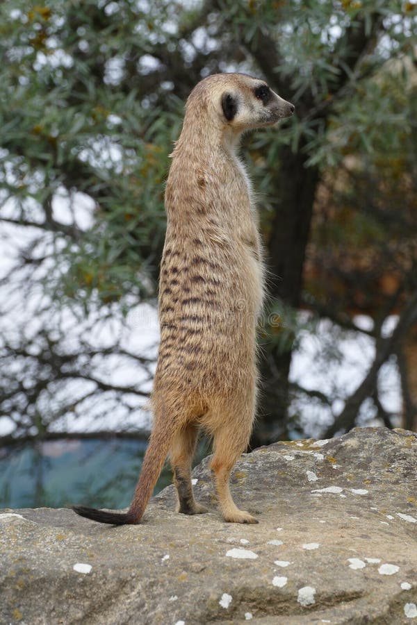 Meerkat stock image. Image of alert, lookout, suricate - 96696095