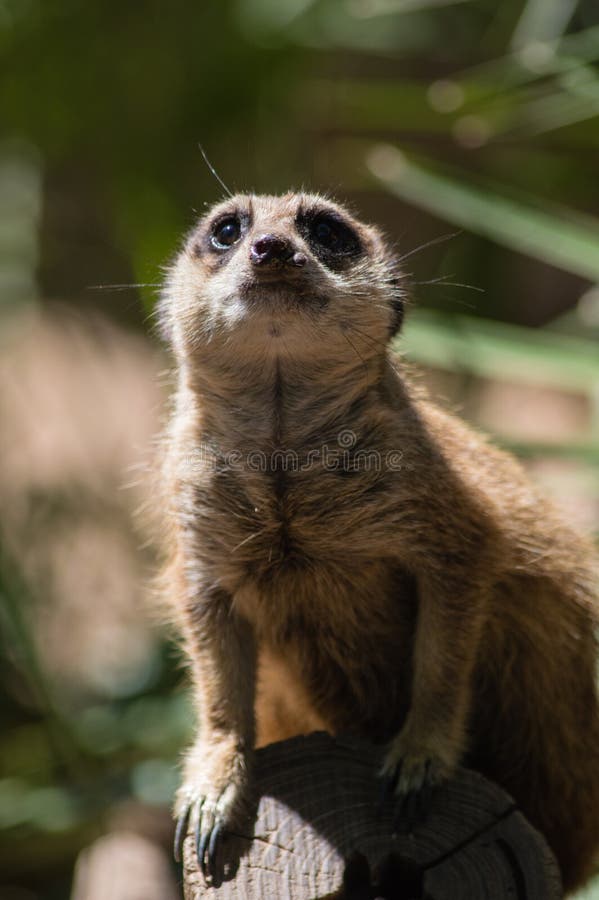 Meerkat stock image. Image of wild, claw, african, animals - 44059571