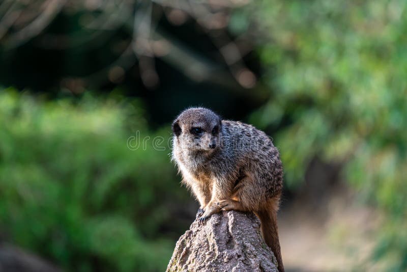 Meerkat Watching for Danger Stock Image - Image of lookout, desert ...
