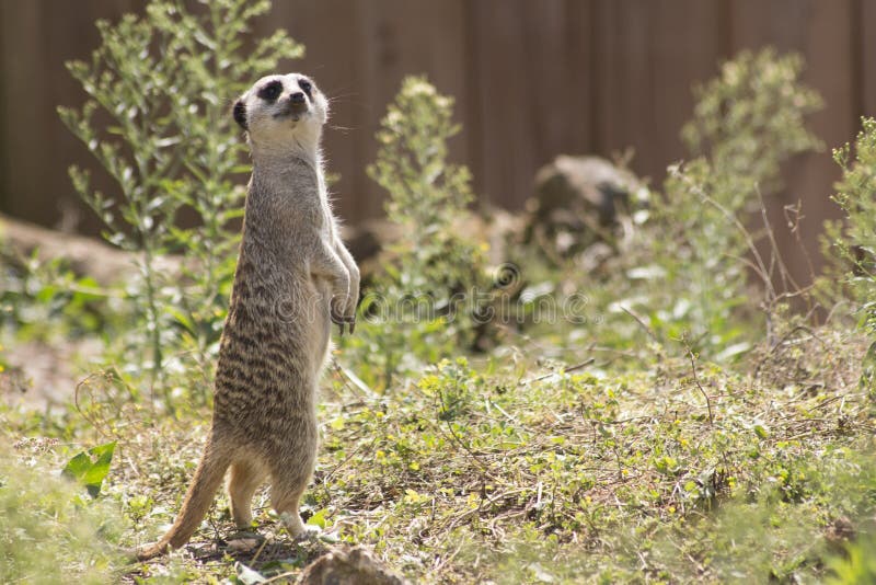 Meerkat stock image. Image of mammal, wildlife, grass - 43826163