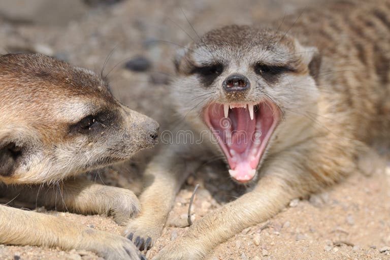 Meerkat with open mouth stock image. Image of group, angry - 25049553
