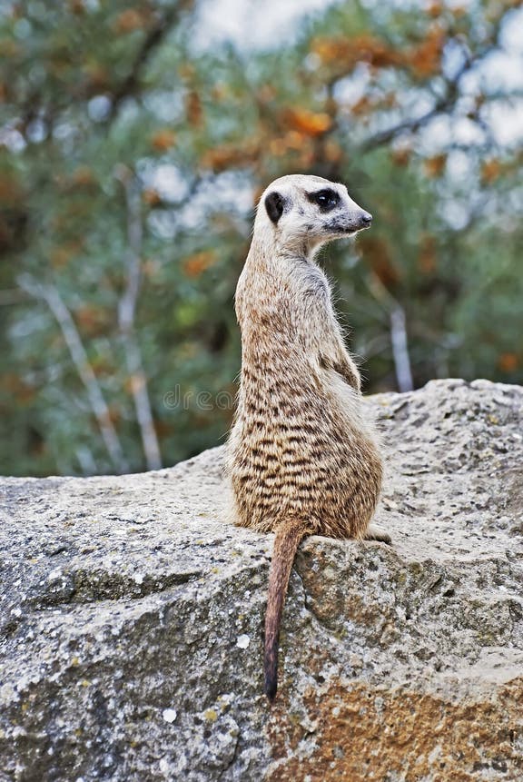 Meerkat ou suricate foto de stock. Imagem de pelaria - 55599336