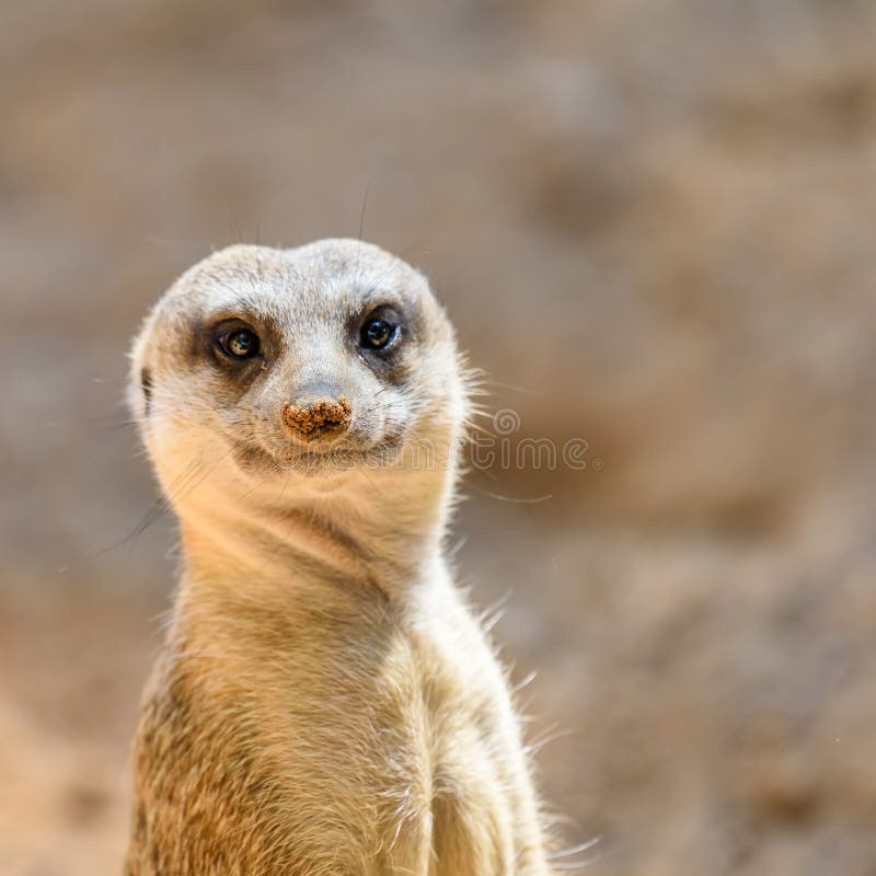 Meerkat Ou Suricatta Do Suricata Do Suricate Foto de Stock - Imagem de ...