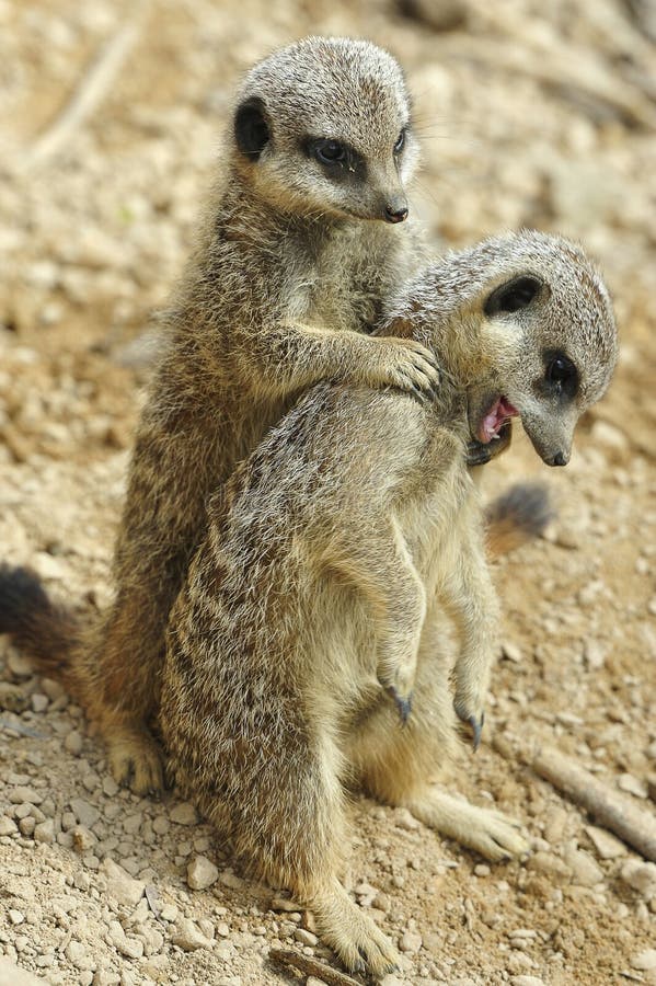 Meerkat pair stock image. Image of crouch, stare, sits - 17733399