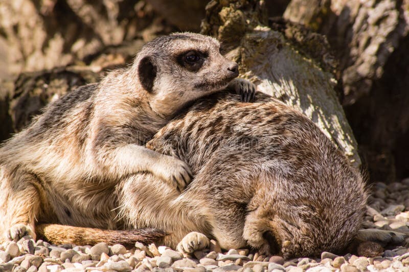 Meerkat stock photo. Image of portrait, furry, looking - 48525812