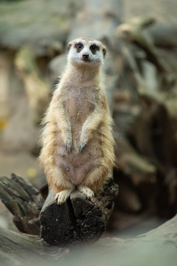 Deer Panic-Horiz stock photo. Image of tail, danger, fright - 2791244