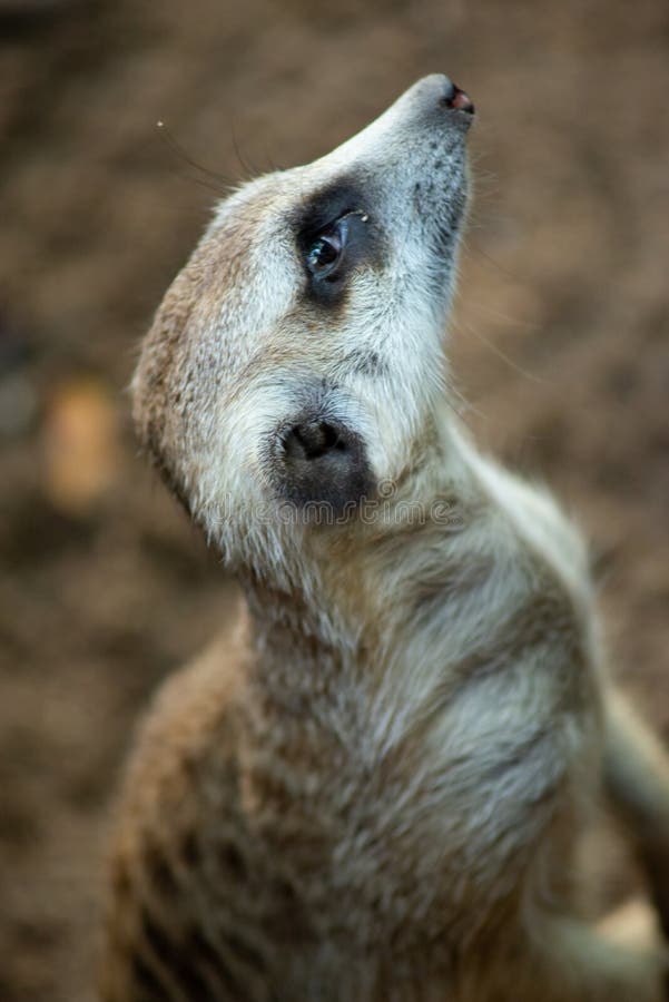Meerkat stock image. Image of habitat, cute, deer, light - 152442665