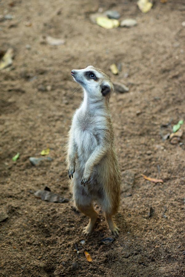 Meerkat stock photo. Image of head, grassland, cute - 152442672