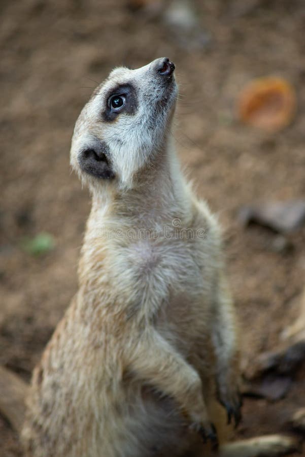 Meerkat stock photo. Image of animal, head, gazelle - 152442692