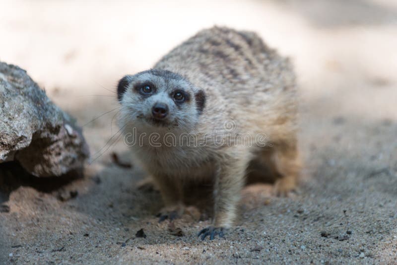 Meerkat stock image. Image of snout, mammal, sitting - 118888007
