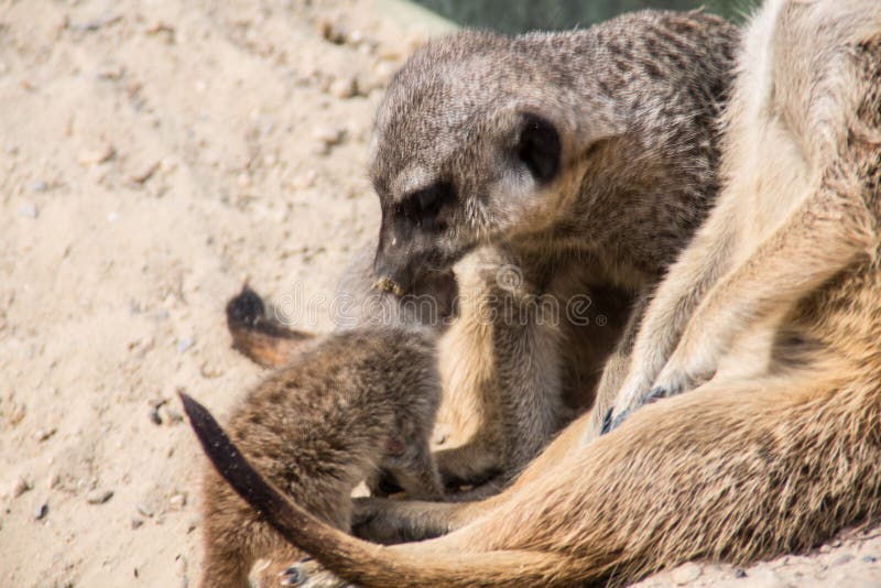 Meerkat Playing in the Sand Stock Image - Image of tail, grazers: 192985027