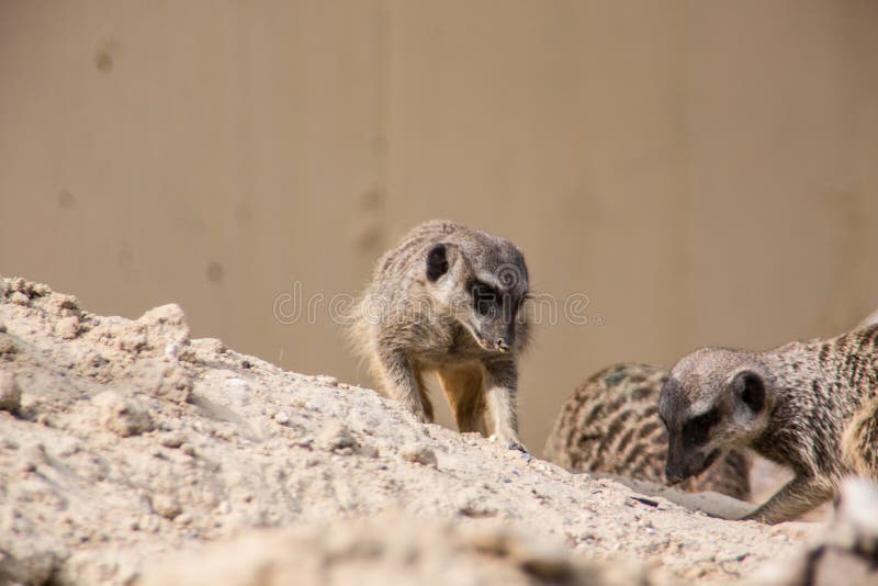 Meerkat Playing in the Sand Stock Photo - Image of watching, claws ...