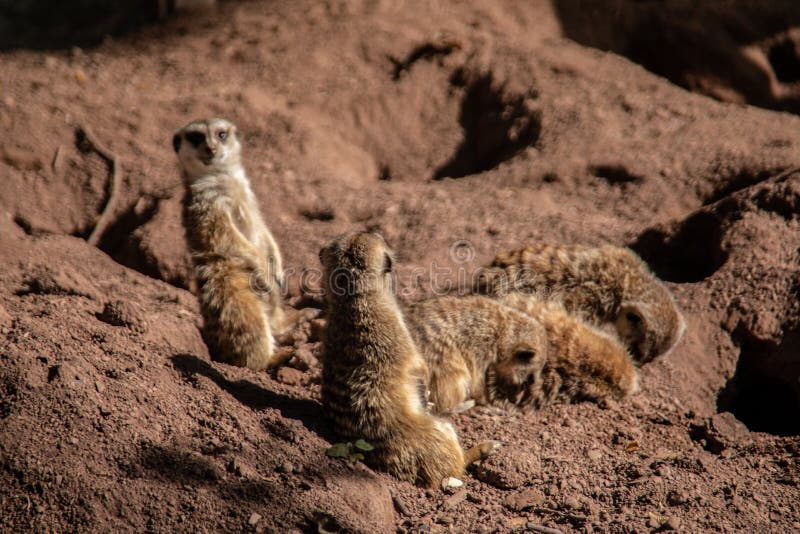 Meerkat playing stock image. Image of cunning, grazers - 230662633