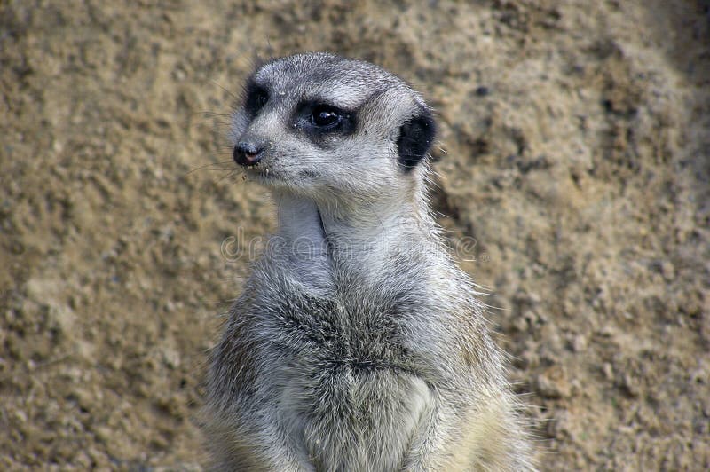 Meerkat portrait stock image. Image of animal, cuddly, meerkats - 4245