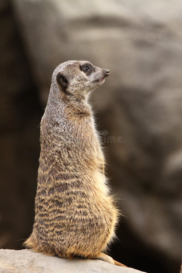 Meerkat Portrait stock photo. Image of meerkat, suricate - 13255124