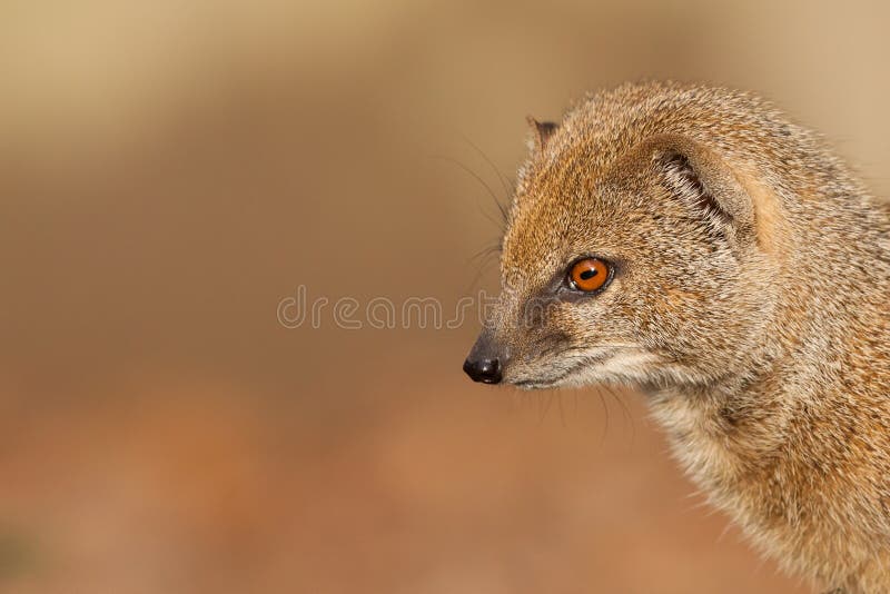 Meerkat portrait stock image. Image of meerkat, mother - 27531077