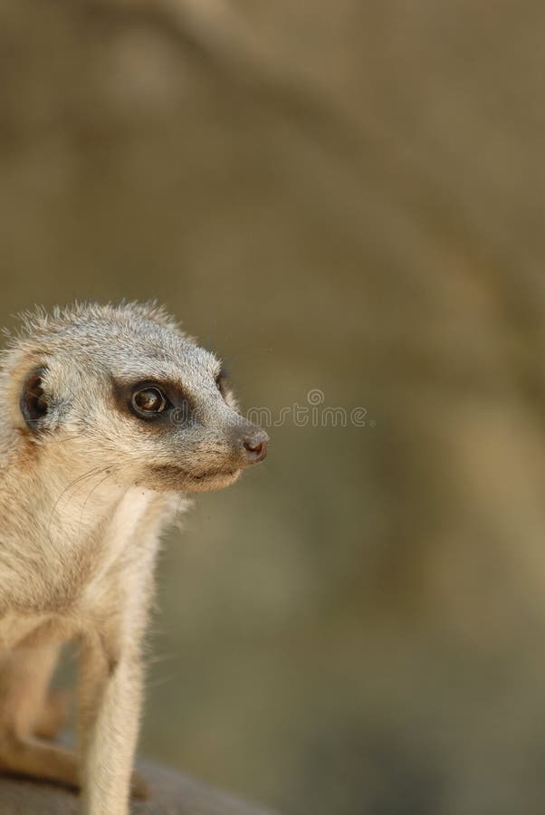 Meerkat Portrait stock photo. Image of wildlife, suricata - 9159596
