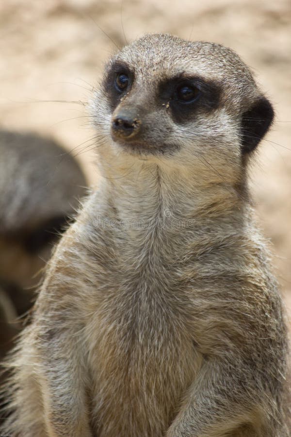 Inquisitive Meerkat Sitting Stock Image - Image of undecided, desert ...
