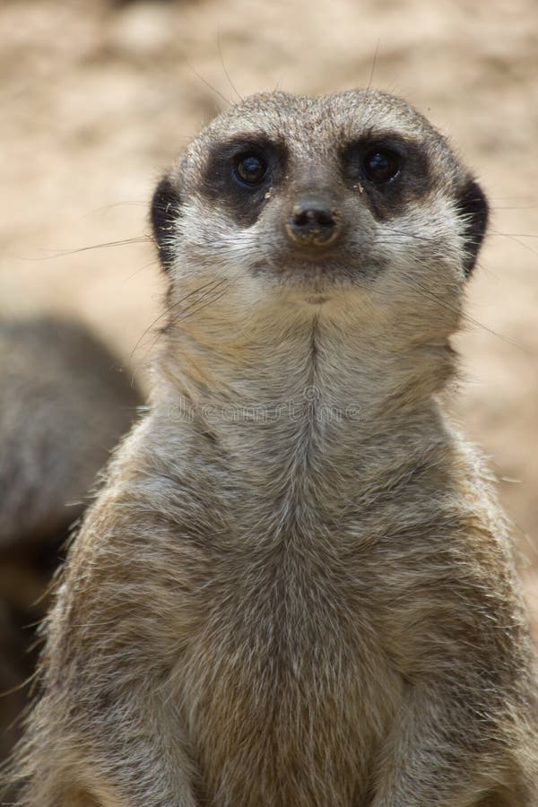 Inquisitive Meerkat Sitting Stock Image - Image of undecided, desert ... Inquisitive Meerkat Sitting Stock Image - Image of undecided, desert ...