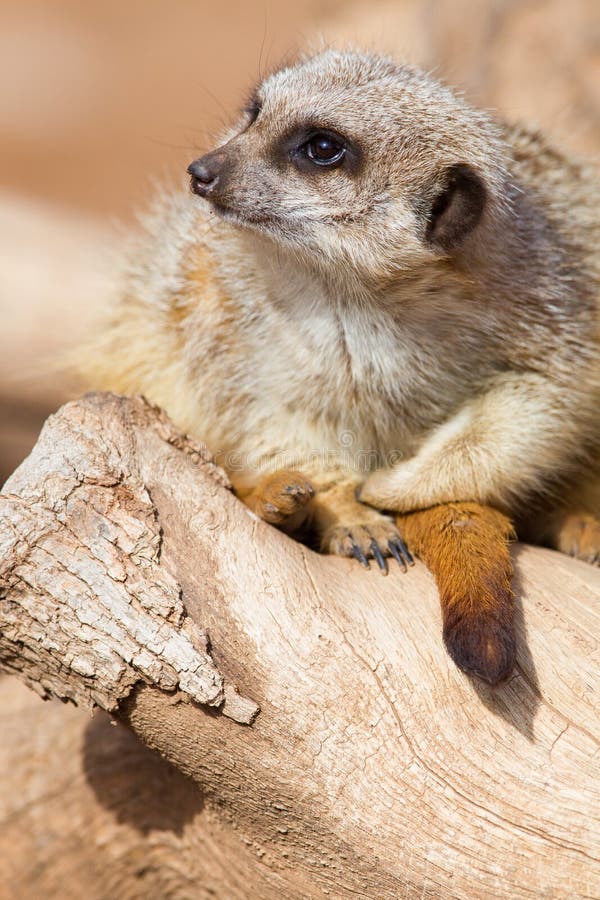 Meerkat portrait stock photo. Image of stand, closeup - 80009742