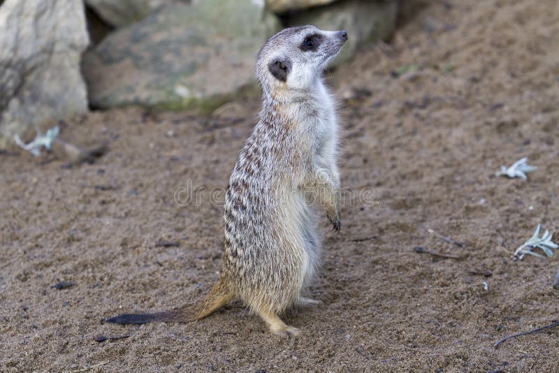 Foraging meerkat stock photo. Image of meerkat, south - 23409340