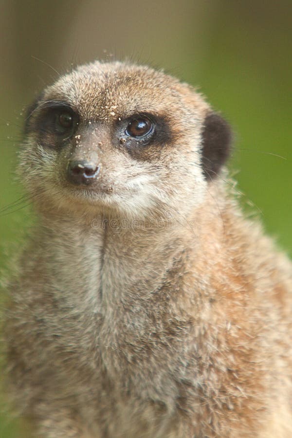 Meerkat portrait stock photo. Image of eyes, beautiful - 54885698