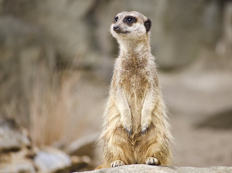 Meerkat Portrait stock photo. Image of standing, african - 78215956