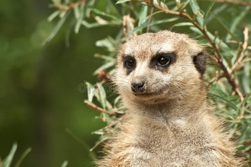 Meerkat Portrait stock photo. Image of head, attentive - 31789552