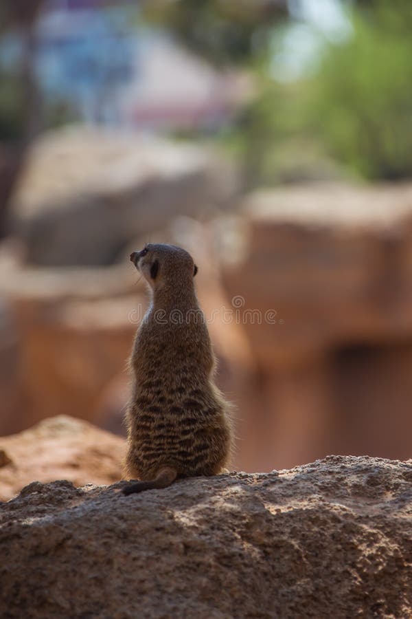 Meerkat stock image. Image of claw, standing, looking - 36632917