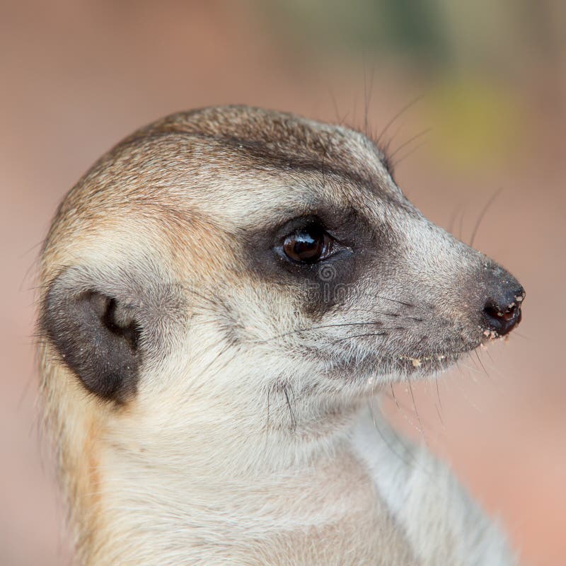 Meerkat stock image. Image of green, sentry, meercat - 58883115