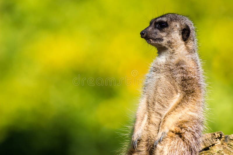 Meerkat portrait in zoo stock photo. Image of park, group - 157697378