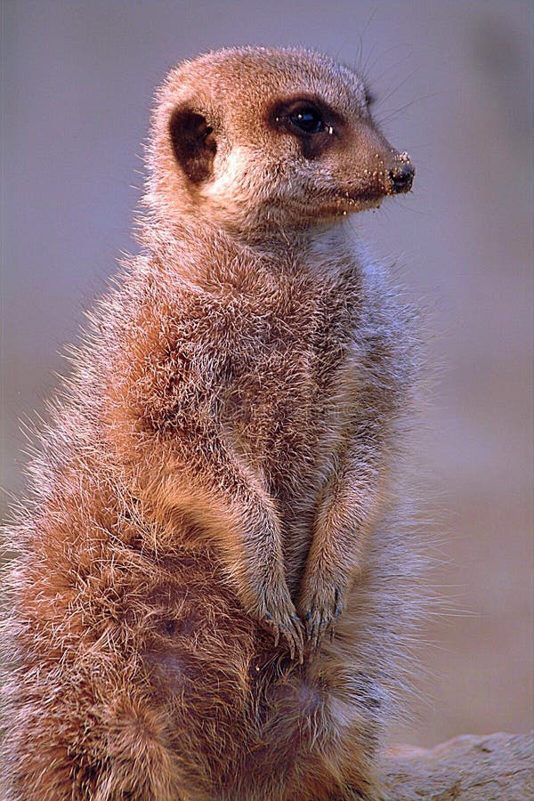 Meerkat Free Stock Photos & Pictures, Meerkat Royalty-Free and Public ...