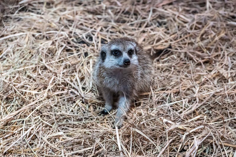 Meerkat are Poses Photography Stock Photo - Image of outdoor, portrait ...
