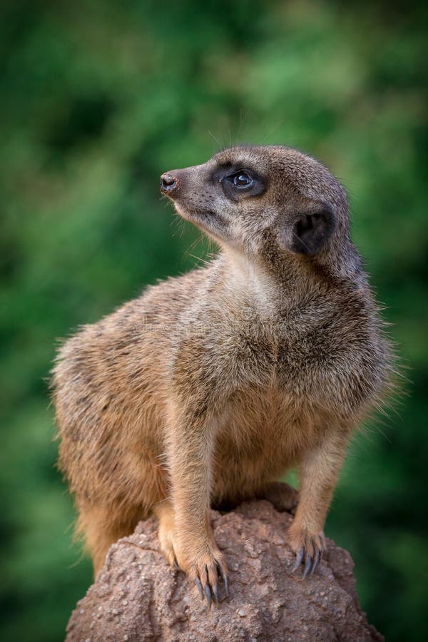 Meerkat leader stock photo. Image of cute, brown, conservation - 11004946