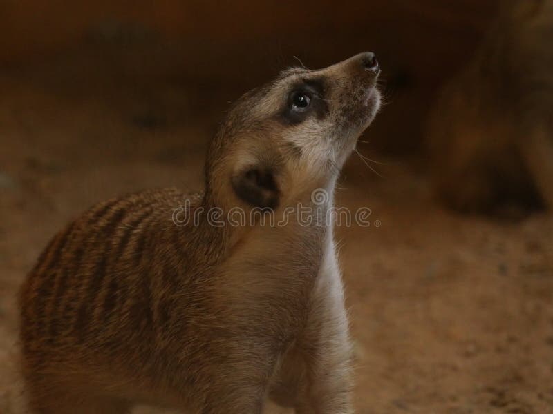 Meerkat in prayer stock image. Image of praying, meerkat - 185436255